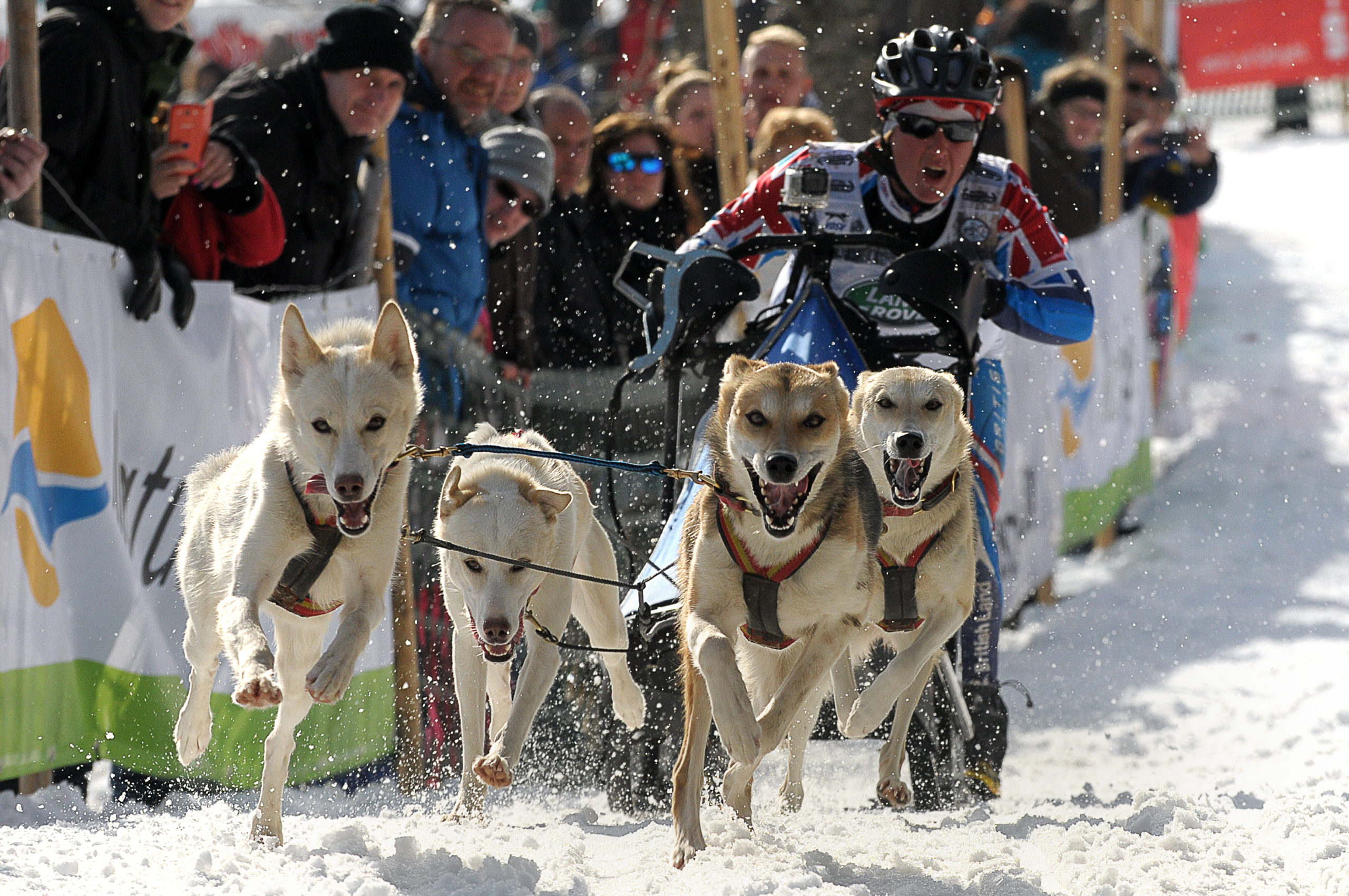 PAWSOME NEWS! 🐺 - Winter Run